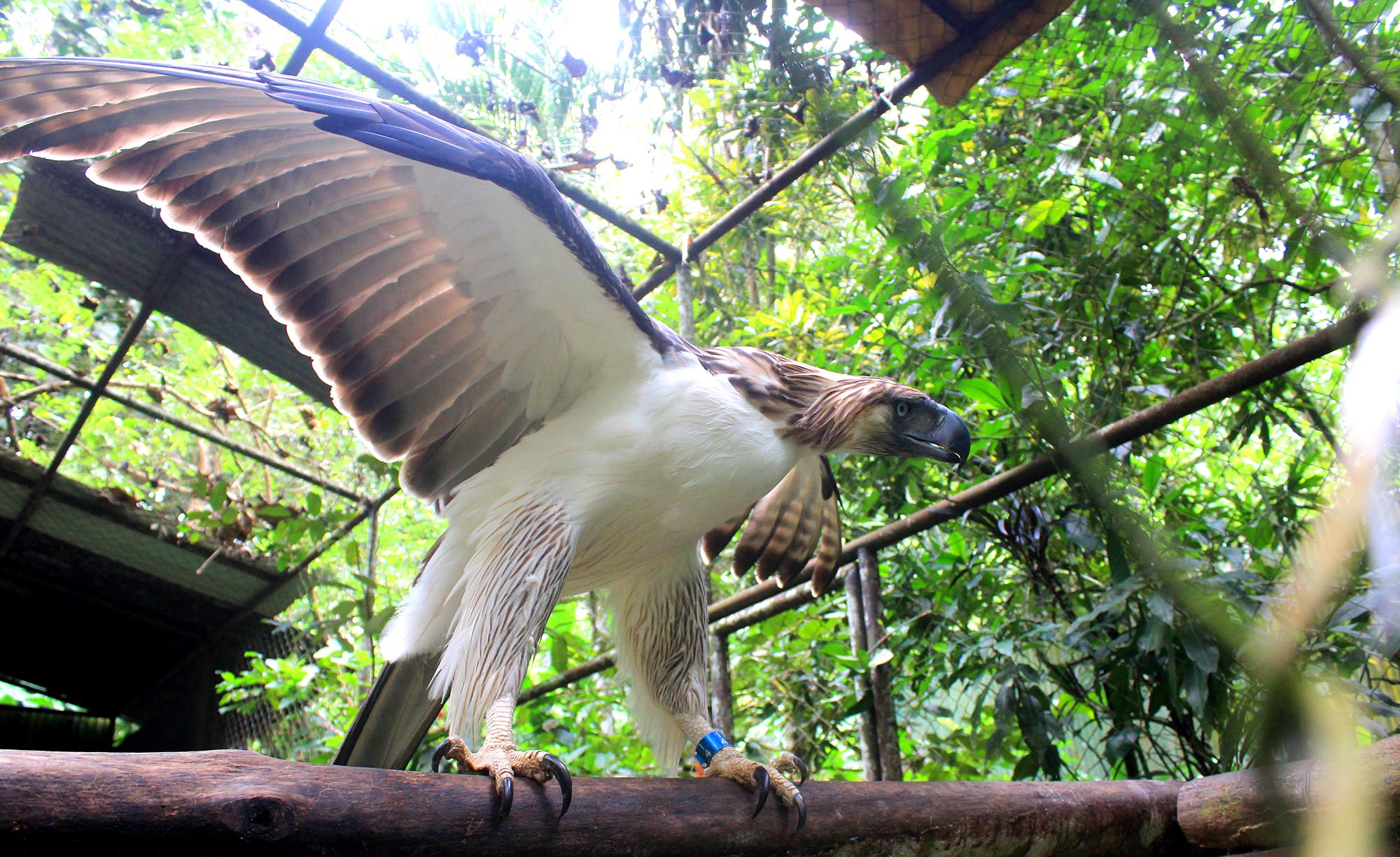 AboitizPower and PEF: Celebrating Pangarap, our country’s symbol of ...