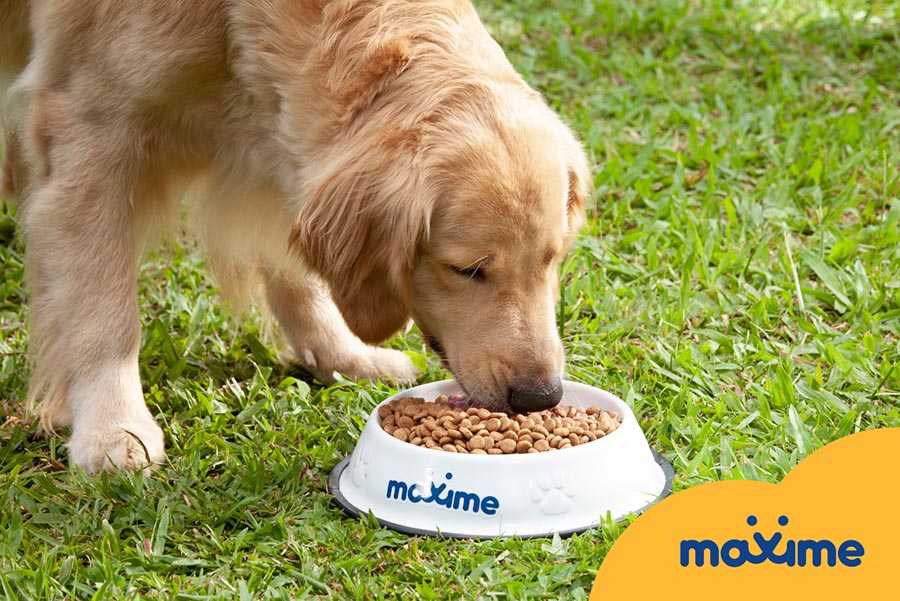 Maxime offers a convenient Reseller Program for pet entrepreneurs ...